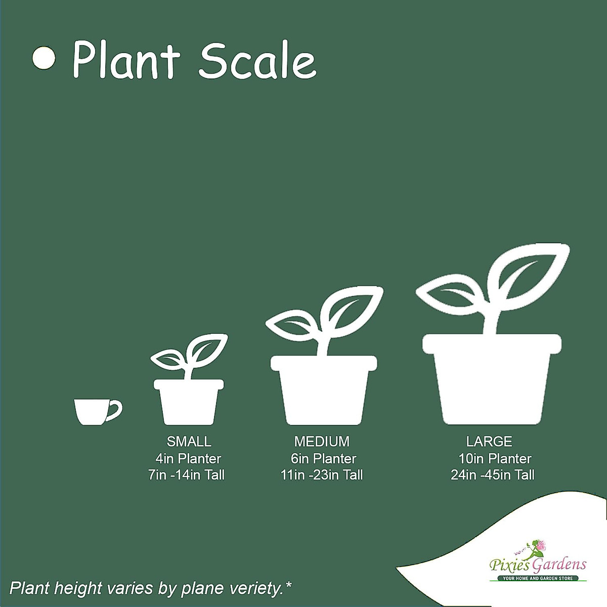 Pixies Gardens (2 Gallon Bare-Root) Chinese Snowball Viburnum Beautiful Softball Size Hydrangea-Like Blooms That Start Out Lime Green and Then Open to Glistening White.