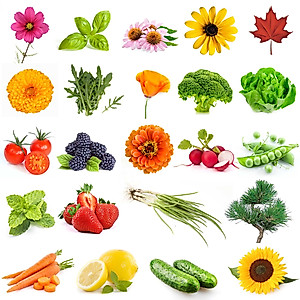 Seeds Christmas Advent Calendar 2024 for Women Adult, Hanging Decor Xmas Countdown Calendar for Garden Alike,Unique Christmas Countdown for Dad Mom Kids Family