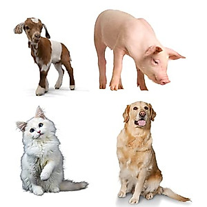 Ultrasound Machine for Pregnancy Portable ecografo portatil Scanner Handheld Doppler for Small Baby Dog sonogram ultrasounds veterinario Veterinary Portable Ultrasound for Bladder Dogs