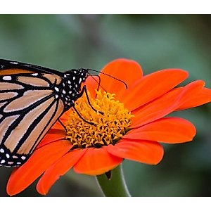 Mexican Sunflower Seeds for Planting – Plant & Grow Heirloom Mexican Sunflowers in Home Outdoor Garden – Planting Instructions for Vibrant Blooms – Great Gardening Gift, 1 Packet