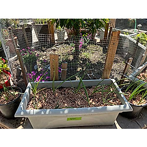 Double Tree Incense Cedar Wood Chips for Potted Plants, Garden, Animal Beddings and Litter Box - 100% Natural Perfect for Indoor and Outdoor Use… (4 Quart)