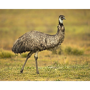 cocojojo Emu Oil - Pure Australian Rendered Natural Deodorized Unscented Bulk Creamy Carrier Oil - 16 oz 1 LB - Hair Face Body Skin Hair Nails Cuticles 6 Times Refined - Packaging May Vary