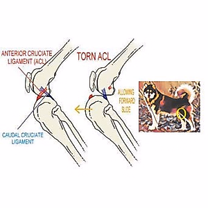 Holistic Horseworks Canine Musculoskeletal Unwinding Home Study Course - Watch Instantly, with Copy Canine Musculoskeletal Unwinding Workbook - for Dog and Pets Lovers