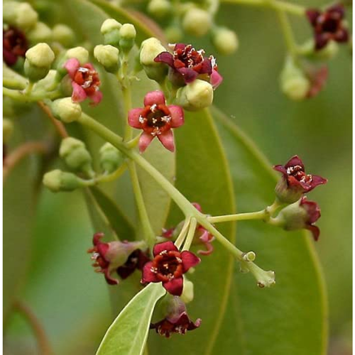 CHUXAY GARDEN Santalum Album Seed,Indian Sandalwood 10 Seeds Exotic Tropical Tree Elegant Aromatic Tree Great for Garden