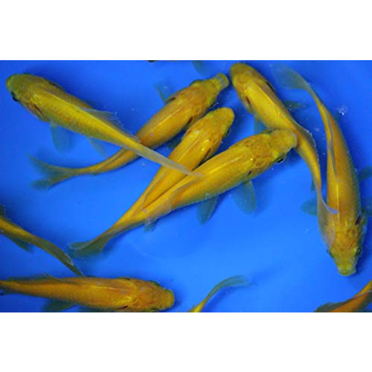 6 Pack of 4-5 inch Mixed Live sarasa, shubunkin, Apricot Comet Goldfish for Aquarium Fish Tank or koi Pond