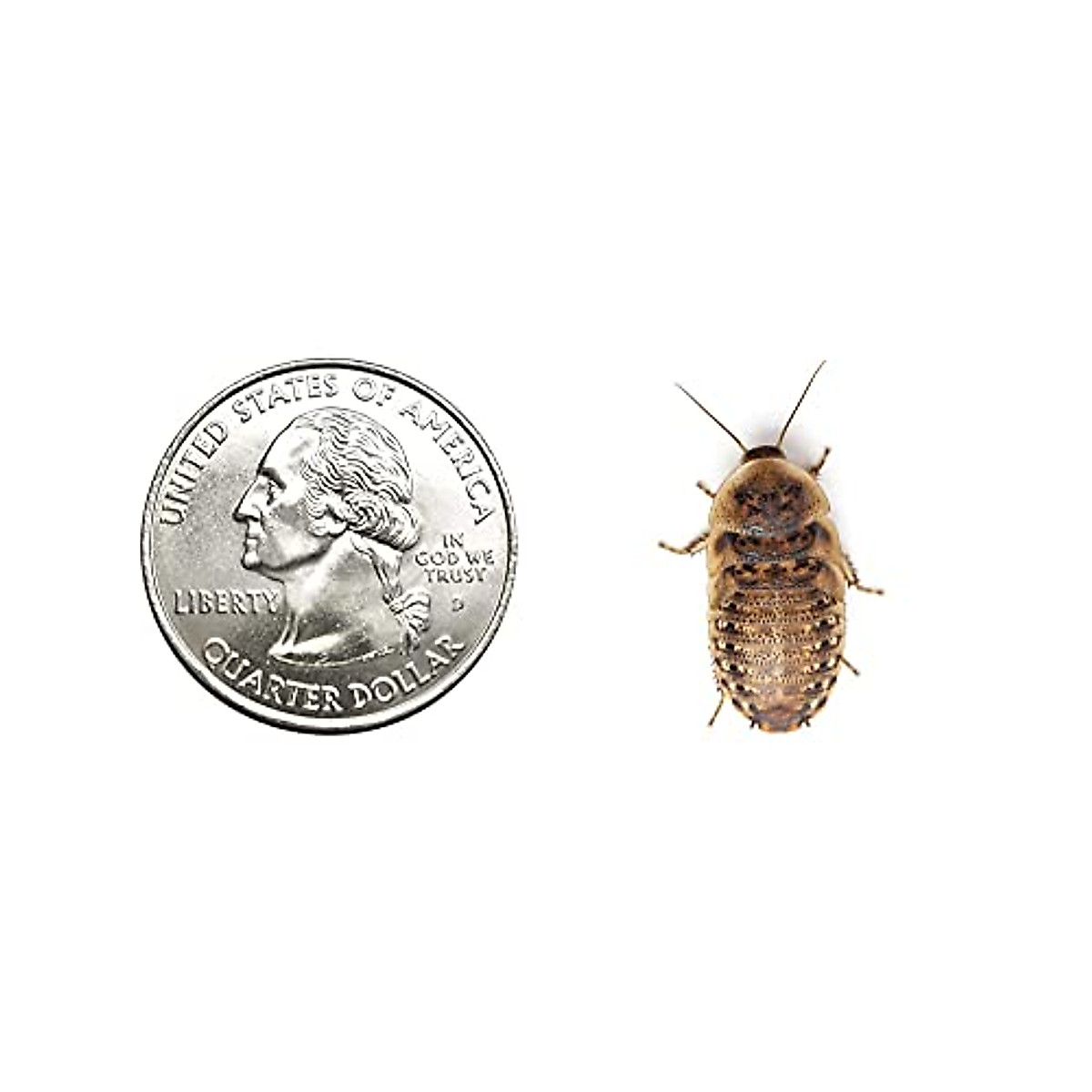 200 Live Medium Dubia Roaches by DBDPet | Live Arrival is Guaranteed | Shipped in Cloth Bags