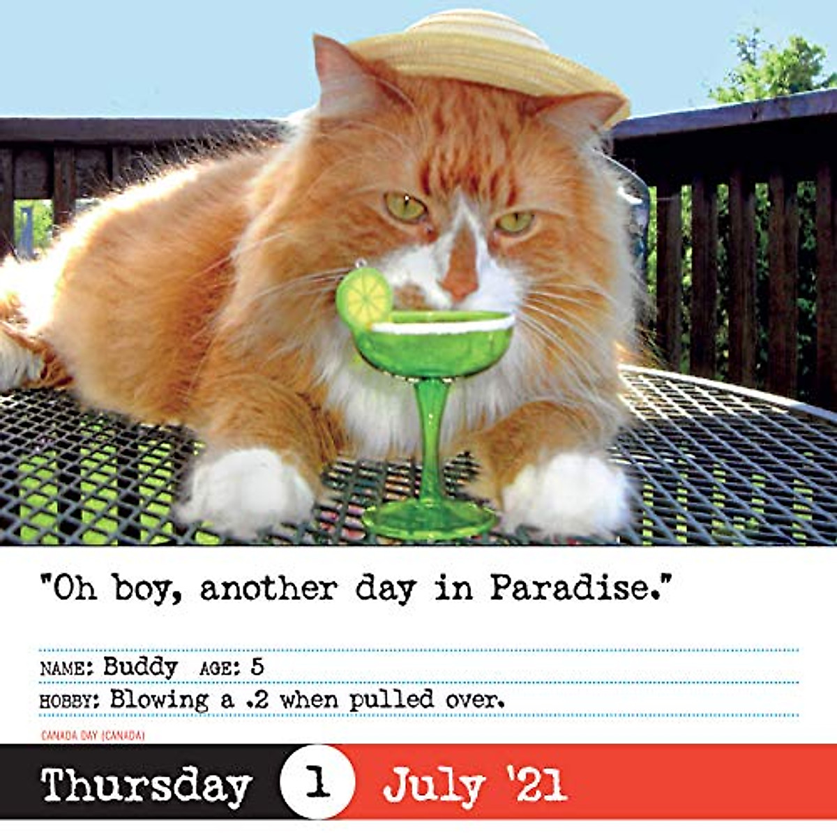 Bad Cat Page-A-Day Calendar 2021