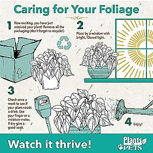 Birkin Philodendron in 6 Inch Pot for Indoor Plants Live Houseplants, Office Plants, Easy Plant Gift, Philodendron Plant Live Plants Indoor Plants Live House Plants Live Plant Decor by Plants for Pets