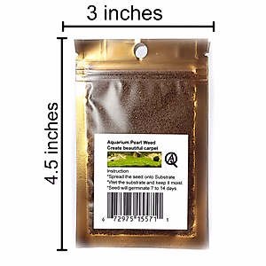 Fresh Water Aquarium Live Plants Foreground Seeds or Carpeting in Planted Fish Tank. Safe for Shrimps, Betta, Goldfish, and Guppies.