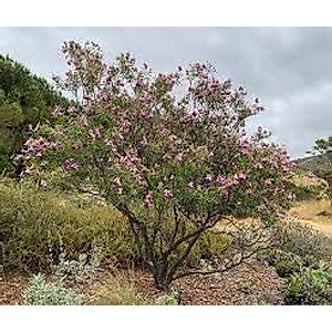 Desert Willow Tree Seeds - 25+ Seeds to Grow - Beautiful Flowering Willow Tree