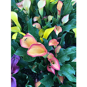 Hybrid Calla Lilies Mixed Value Pack - 5 Bulbs/pkg - Bright Colors Red, Orange, Yellow, Pink