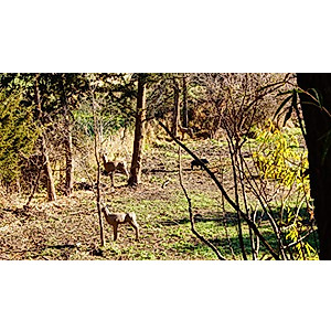 Shooter Buck 3D Deer Archery Target with Replaceable Core, brown