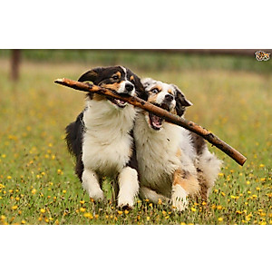 MY LUCKY PETS LLC Dog Shiny Coat Supplement - Dogs Total Health Complex - Hair Coat Skin Teeth Gums Eye Urinary Support - Immune Booster - Dog Immune Health Treat - 180 Tablets (3 Bottles)