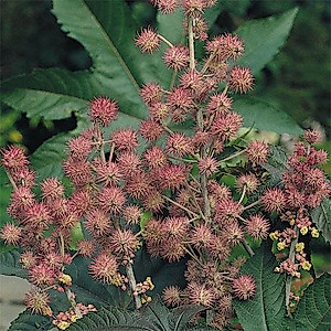 Outsidepride 15 Seeds Annual Ricinus Communis Castor Bean Bright Pink Flower Seeds for Planting