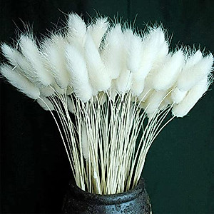 QAUZUY GARDEN 100 Bunny Tails Grass (Hares Tail) Seeds Ornamental Lagurus Ovatus Grass Hardy Drought-Tolerant Easy to Grow Low-Maintenance Great for Pot/Garden