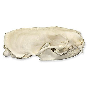 Real American Mink Skull A Quality