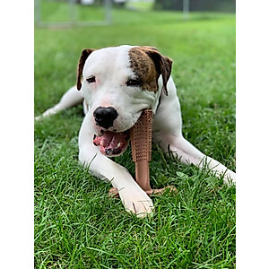 SPOT Bam-Bones Plus T Bone - Bamboo Fiber & Nylon, Durable Long Lasting Dog Chew for Aggressive Chewers – Toy for Dogs & Puppies Under 90lbs, Non-Splintering, 7in, Allergen Free Peanut Butter Flavor