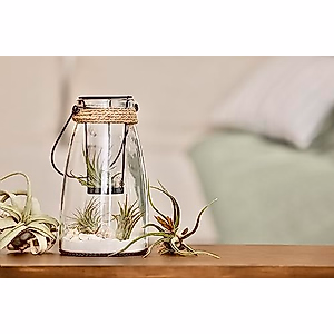 Ionantha Tillandsia Air Plants Live Indoor Plants (10PK), Air Plant Terrarium Plants Live Houseplants, Live Plants Indoor Plant Kit, Easy Care Plants for Air Plant Holder or Garden by Plants for Pets