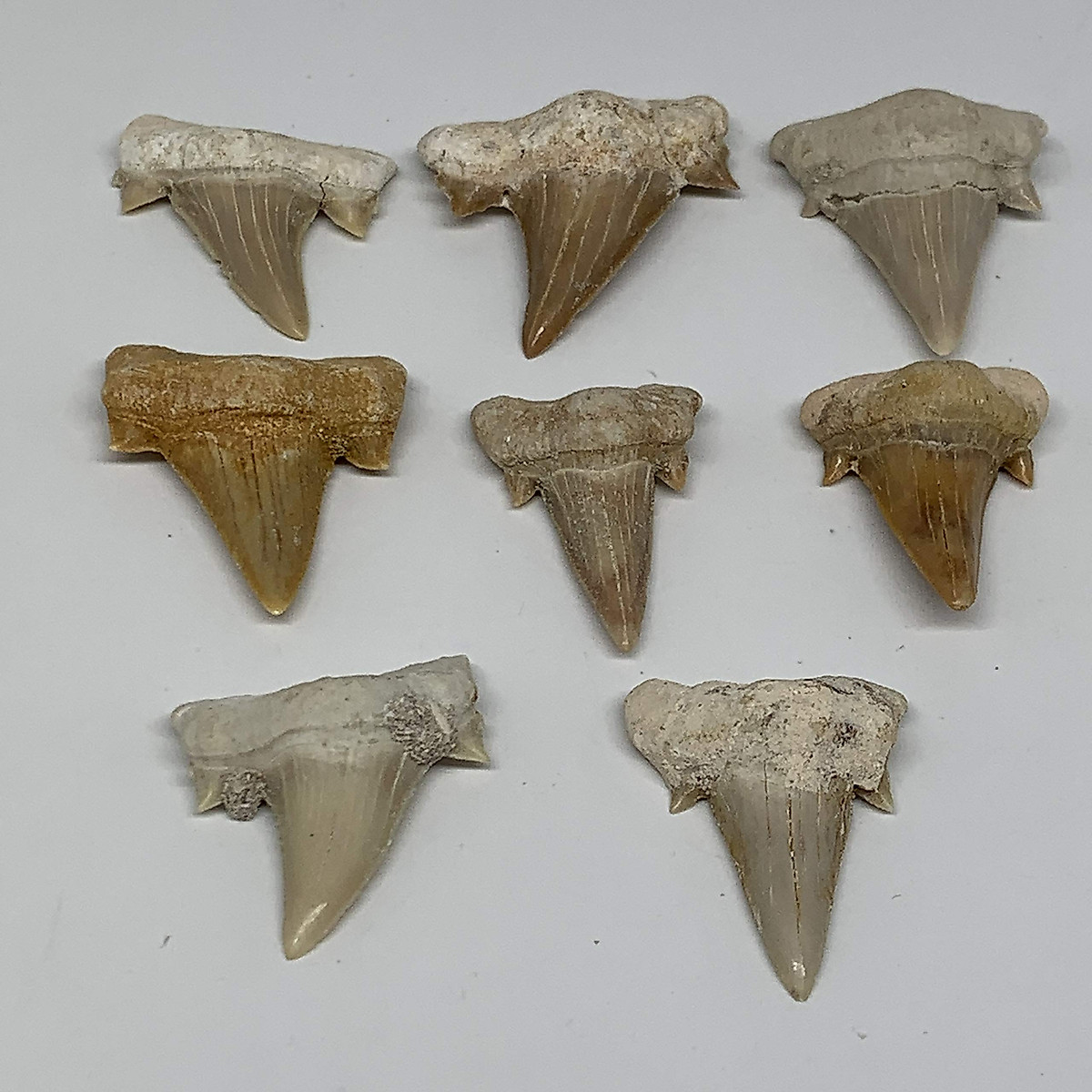 8 Pieces Lot, 47.3g, 1.1"- 1.4" Small Natural Fossilized, Fossils Fish Shark Tooth, Shark Teeth from Morocco,B12750