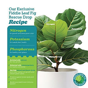 Fiddle Leaf Fig Rescue Drops by Fiddle Leaf Fig Plant Resource | 3-in-1 Liquid Fertilizer, Root Supplement & Immunity Booster (3.3 Fluid Ounces - 100ml)
