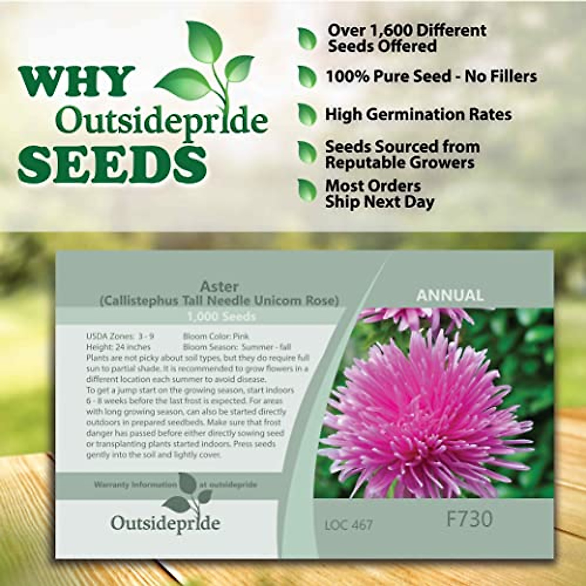 Outsidepride Aster Tall Needle Rose Garden Cut Flower Seed - 1000 Seeds