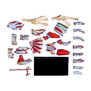 Human Hand Skeleton Model Anatomical Model Anatomy DIY Gift Children Puzzle Educational Model Internal Organs Model Human Hand Model Anatomical Models Of The Human Hand For Students Hand Anatomy Model