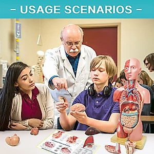 EVOTECH 2025 New Human Body Deluxe Musculature Model, 16 Pcs Removable 17 inch Human Torso Anatomy Model with Heart Head Skull Brain Skeleton Model for Medical Student, Lab & Classroom Use