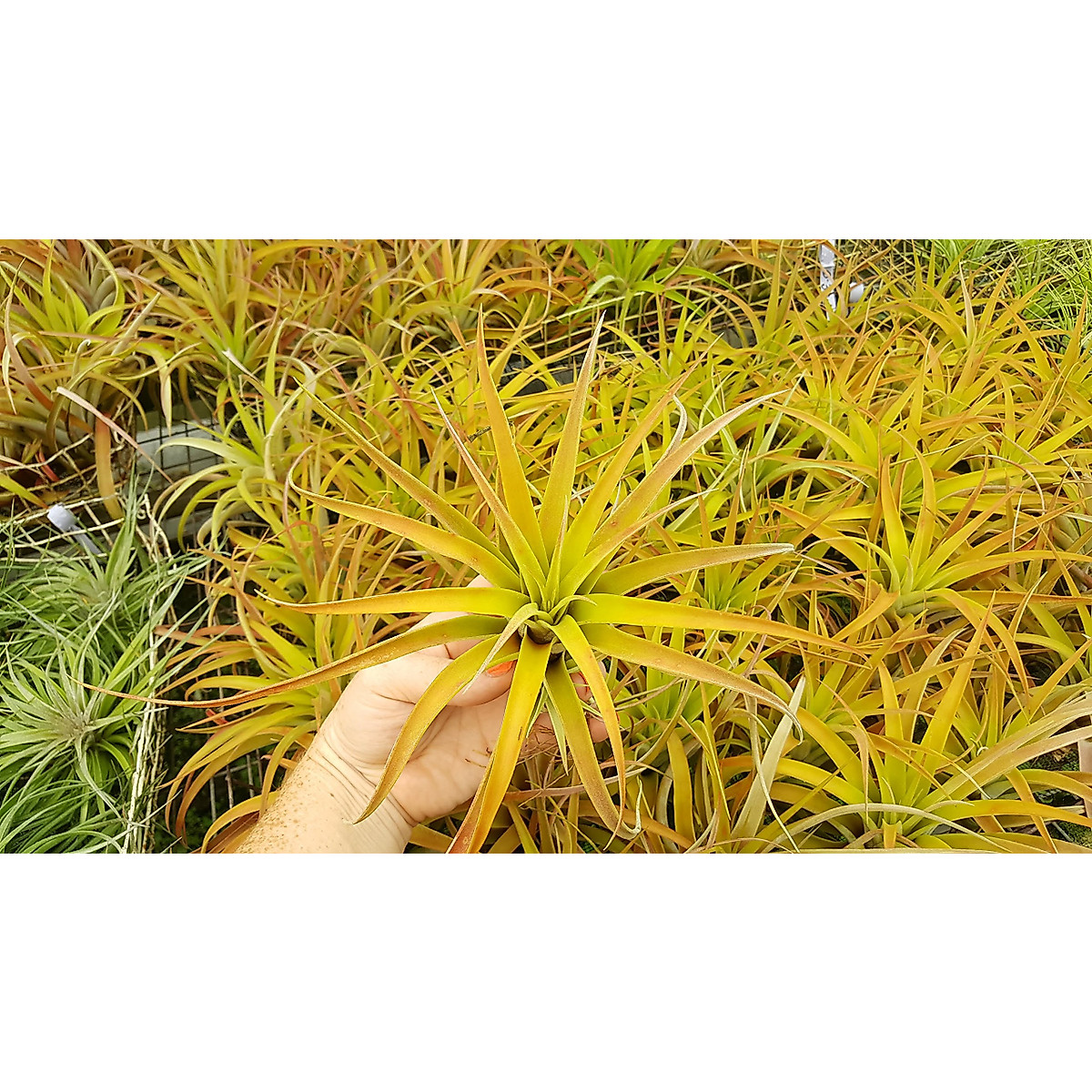 TDG The Drunken Gnome Tillandsia Air Plants Assorted Variety Pack, 3 X-Large