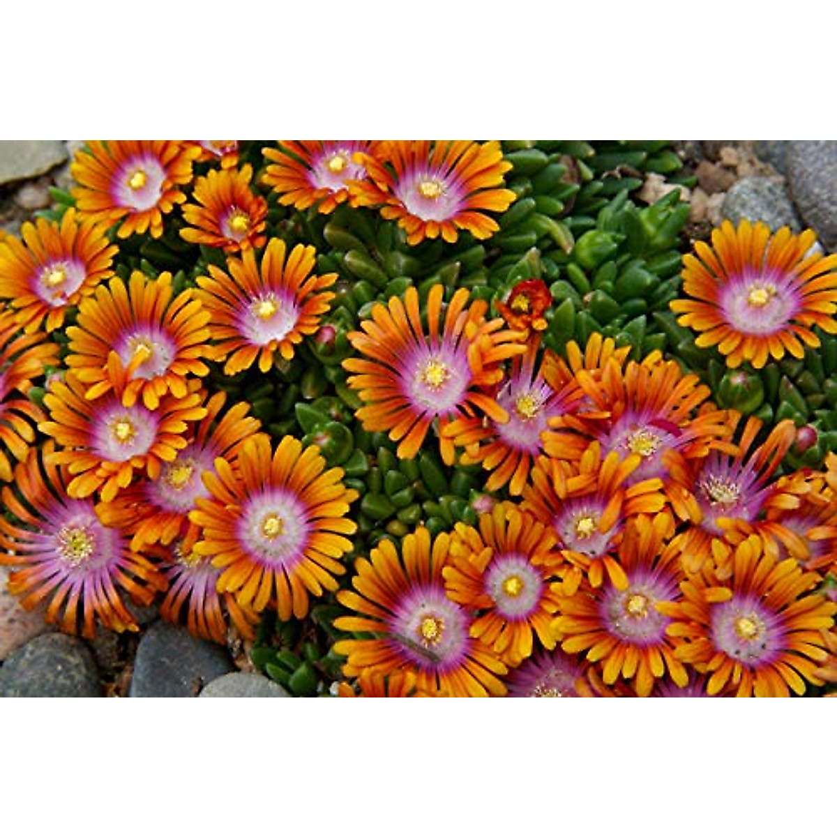 Perennial Farm Marketplace Delosperma 'Fire Spinner' (Ice Plant) Groundcover, 1 Quart, Bright Orange Petals with Purplish-Pink Centers