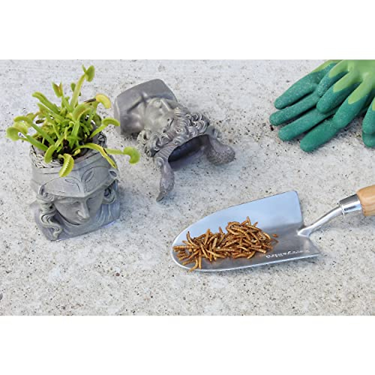 Carnivorous Plant Food Dried Mealworms (1oz), for Feeding Carnivorous Plants (Venus Fly Trap, Pitcher Plant, Sundews, Etc.)