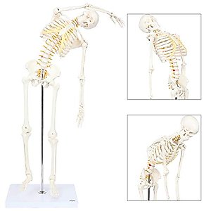 Axis Scientific Mini Human Flexible Skeleton Model with Stand, 34" Tall Skeleton Includes Flexible Spine and Removable Arms and Legs, a Stand and Base for Display and Demonstration,