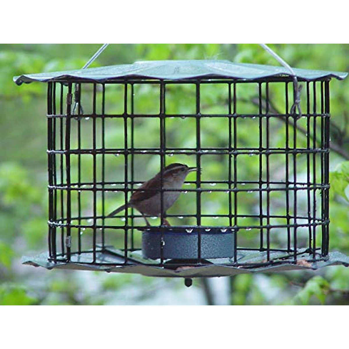 Erva Bluebird Feeder - Includes Meal Worm Cup - Designed to Keep Squirrels Out - Made in The USA