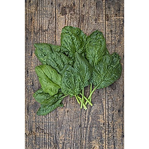 Burpee Bloomsdale Spinach Seeds 1100 seeds