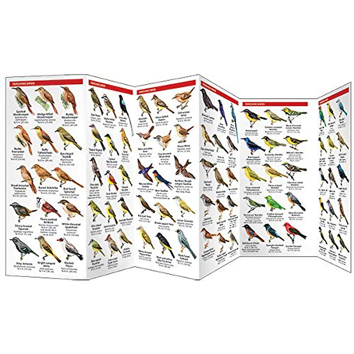 Monteverde Birds: A Folding Pocket Guide to Familiar Species of Costa Rica's Monteverde Cloud Forest (Nature Observation International)