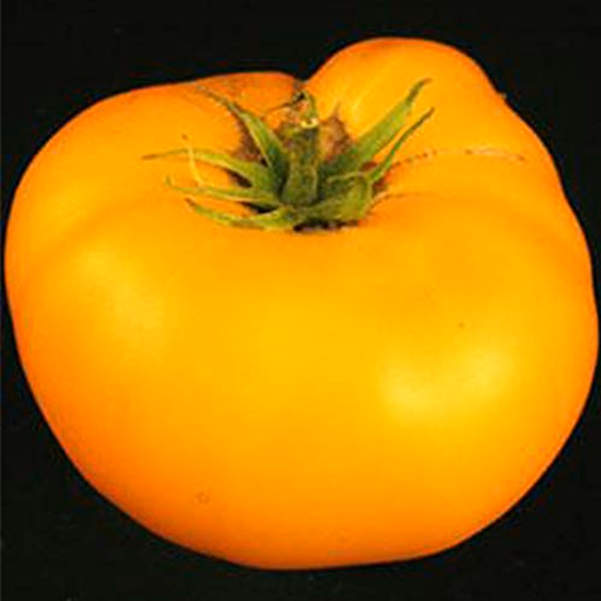 Organic Brandywine Yellow Tomato Seeds ~25 Seeds - Organic, Non-GMO, Heirloom, Open Pollinated - Farm & Garden Vegetable Gardening Seeds