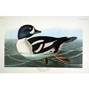 Golden-eye Duck. From"The Birds of America" (Amsterdam Edition)