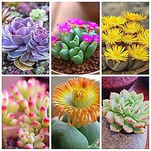 100 Lithops Bonsai Seeds Living Stones Seeds Flower Succulent Cactus 100 Mixed Seeds for Planting