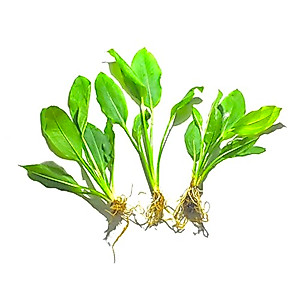 Marcus Fish Tanks - 3X Amazon Sword Echinodorus Bleheri Easy Live Aquarium Plants for Aquatic Freshwater Fish Tank