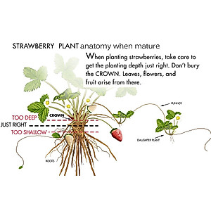 10 Chandler Strawberry Plants - Best southern strawberries, Organic, Junebearing