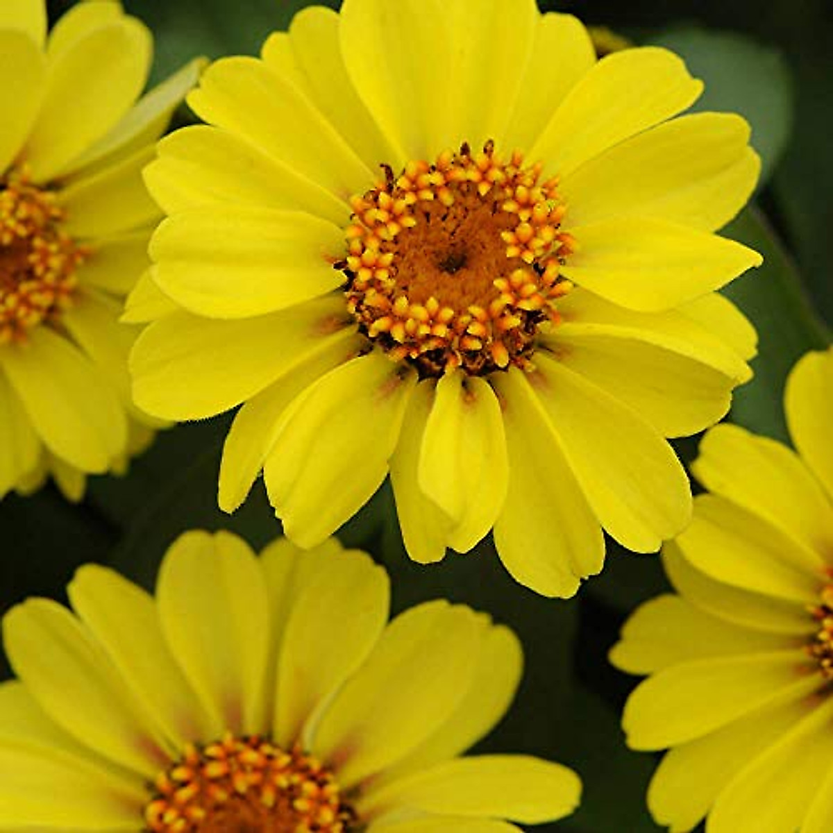 Outsidepride Zinnia Profusion Yellow Heat & Drought Tolerant Garden Cut Flowers - 50 Seeds