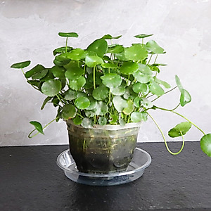 3unshine 24 Pack Plant Saucer, 6 8 10 12 Inch Durable Plastic Plant Water Tray, Black Round Plant Pot Saucers, Flower Drip Tray for Indoor Outdoor Garden