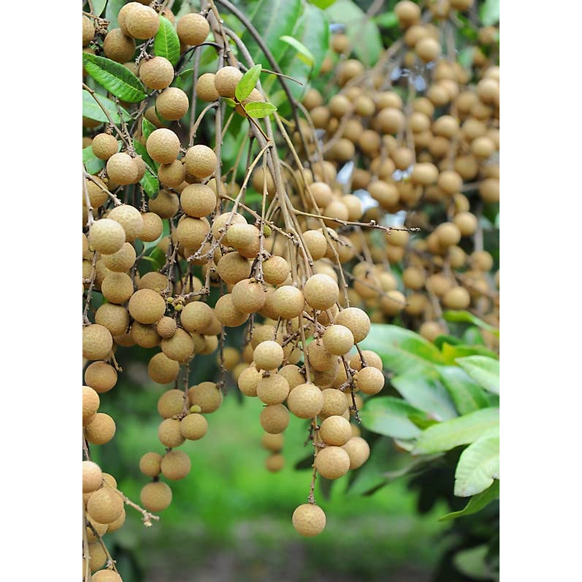 Longan Tree Live Plant, Longan Fruit Tree Seedlings 6 to 10 Inc Height Home Garden