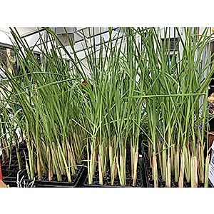 Lemongrass Rootstalk (Cymbopogon Citratus) 2 Live Plants
