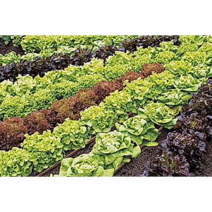 Rain Drip R567DT Drip Watering Vegetable Garden Kit