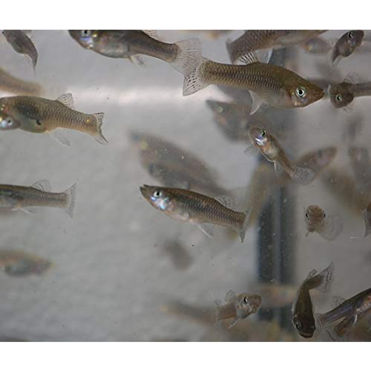 Quinn's Fins- Gambusia affins- Live mosquitofish (20 Pack)