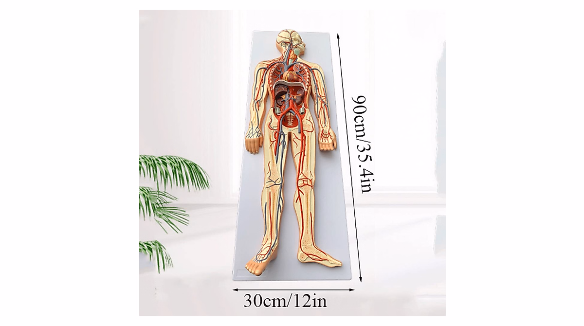 Human Circulatory System Model for Teaching