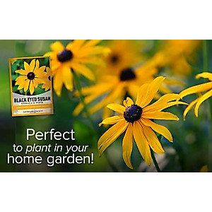 Black Eyed Susan Seeds for Planting - Rudbeckia Hirta Flower Seeds for Cut Flower Gardens Beautiful Yellow and Black Flowers to Grow in Your Garden by Gardeners Basics