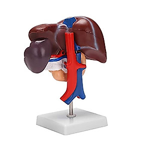 Human Liver Pancreas Duodenum Anatomical Anatomy Model Model Life Size Structure Model of Liverspleen Blood Vessel for Education Demonstration