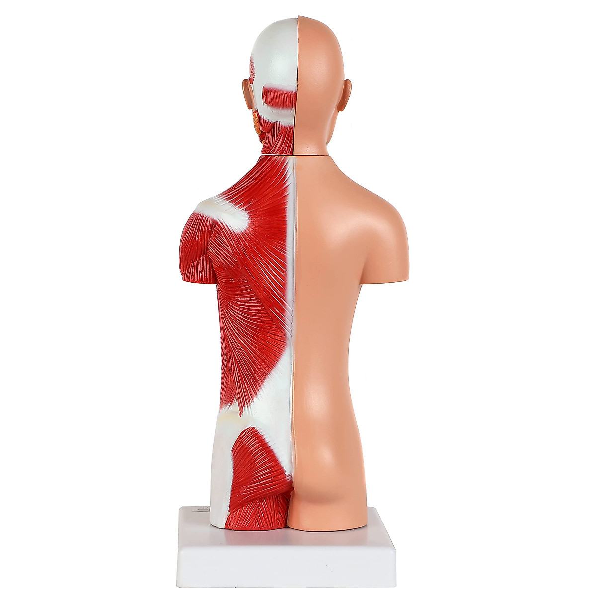 Axis Scientific 14-Part Unisex Micro Torso Anatomy Teaching Model, Includes Teaching Booklet