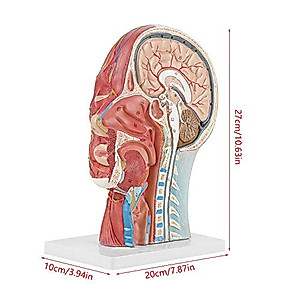 Brain Model Anatomical Medical Scientific Education Human Head Brain Neck Median Section Study Model with Muscular Vascular Internal Structure
